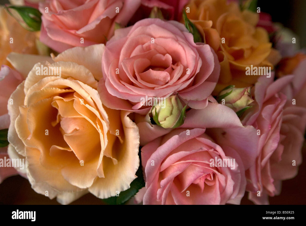 Mauve color roses hi-res stock photography and images - Alamy