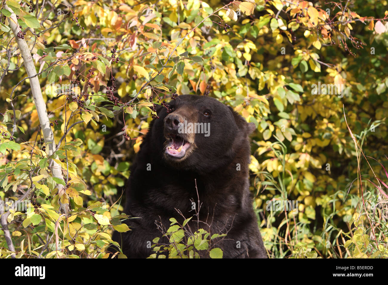 Black bear eating berries hi-res stock photography and images - Alamy