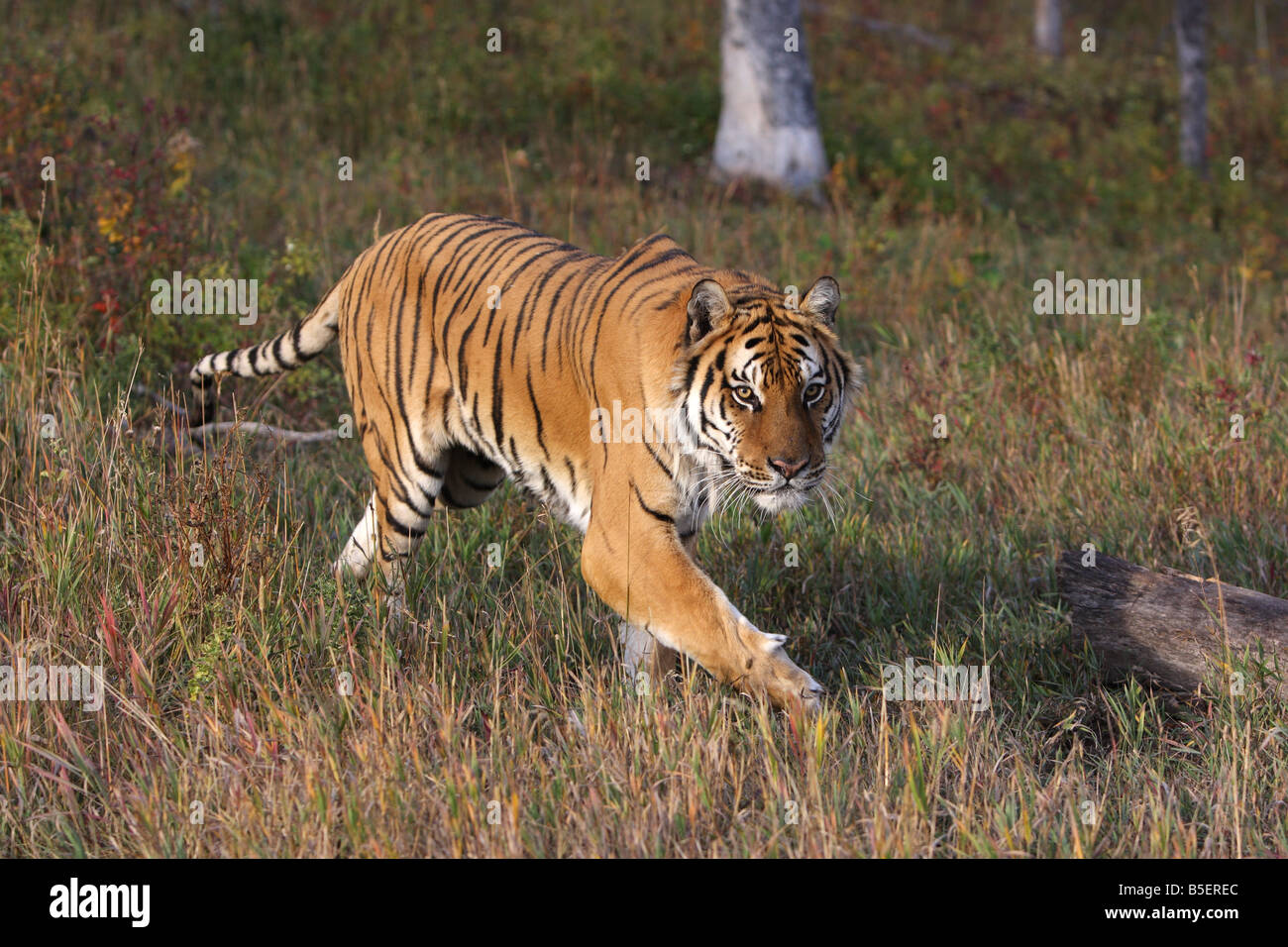 Male tiger walk hi-res stock photography and images - Alamy