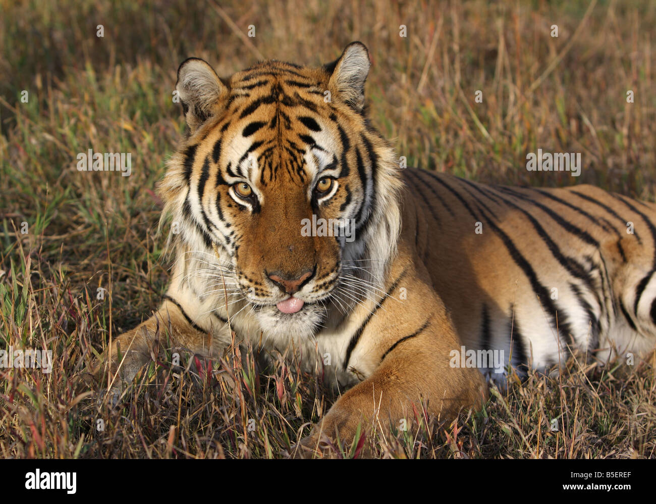 Tiger tongue close up hi-res stock photography and images - Alamy