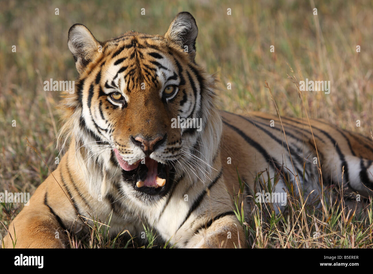 Tiger licking lips Stock Photo - Alamy