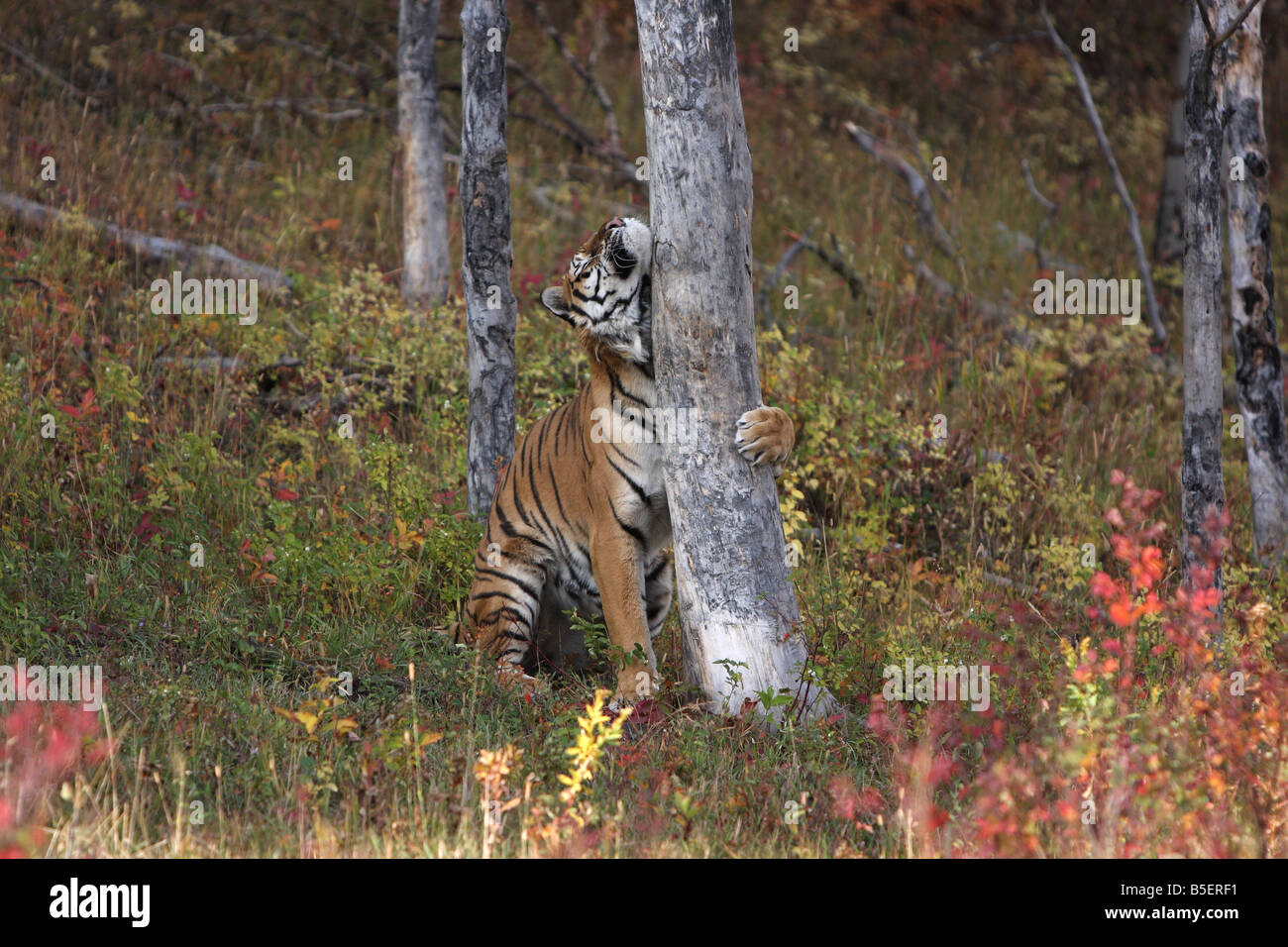 Tiger scent marking tree Stock Photo - Alamy