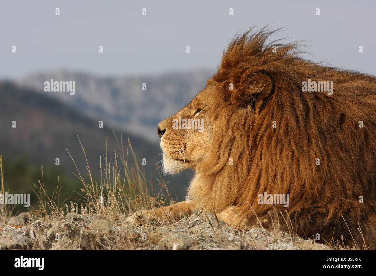 Male lion face closeup hi-res stock photography and images - Alamy