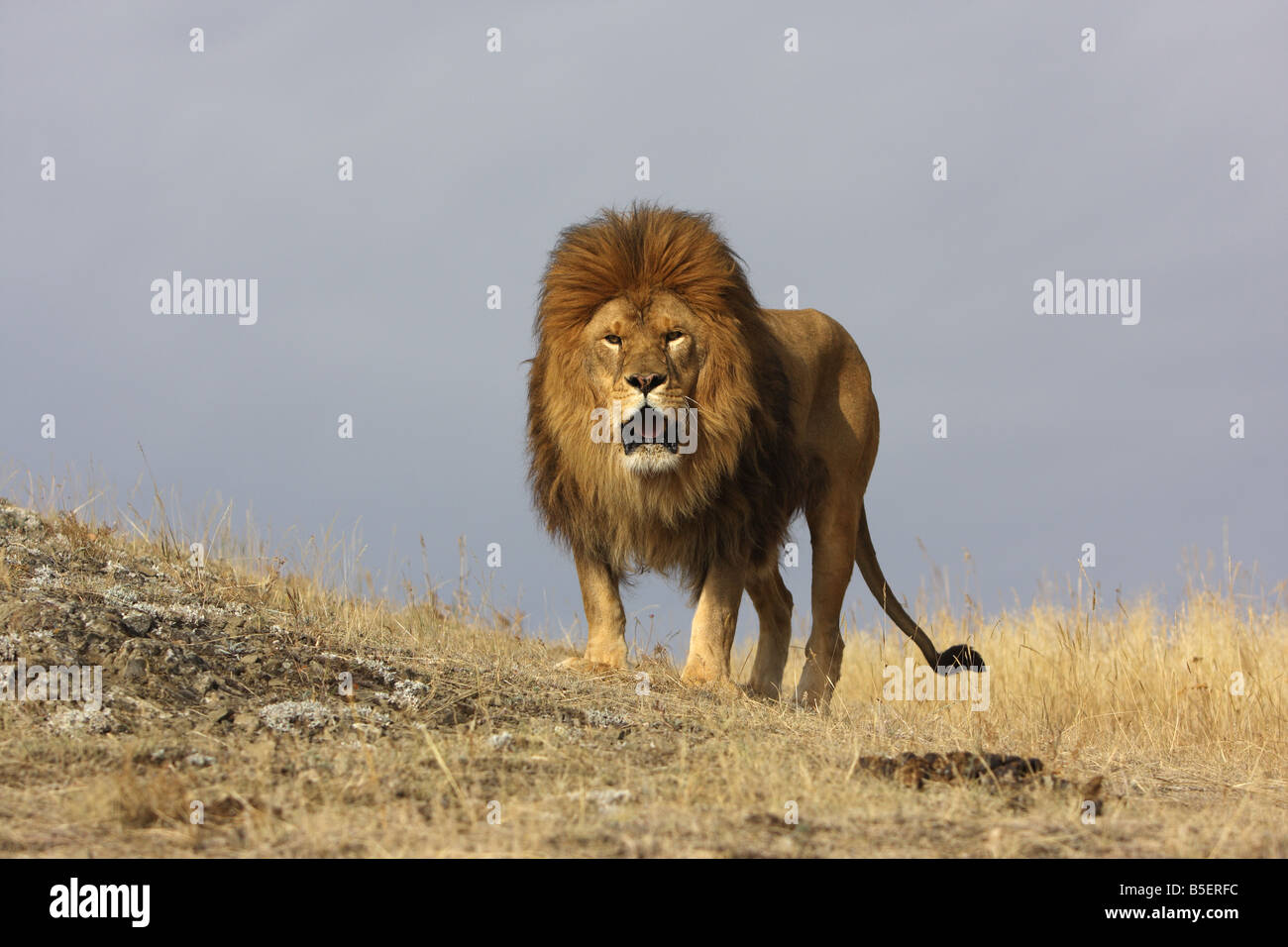 Barbary lion atlas hi-res stock photography and images - Alamy