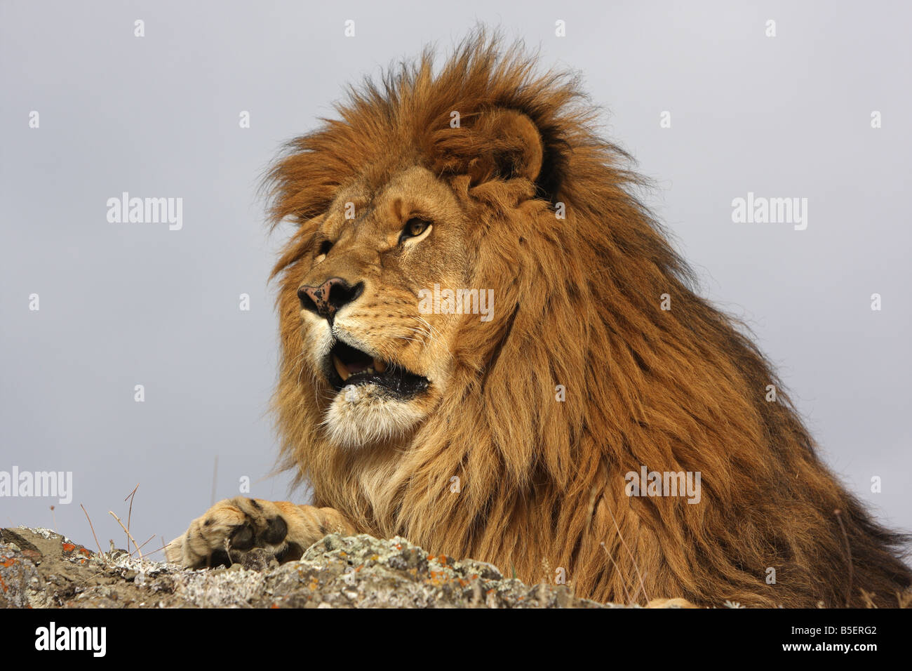 Lion closeup hi-res stock photography and images - Alamy