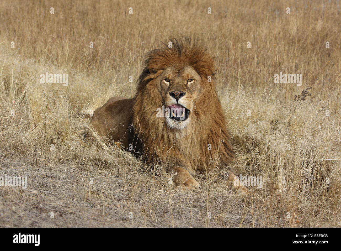 Lion licking lips hi-res stock photography and images - Alamy