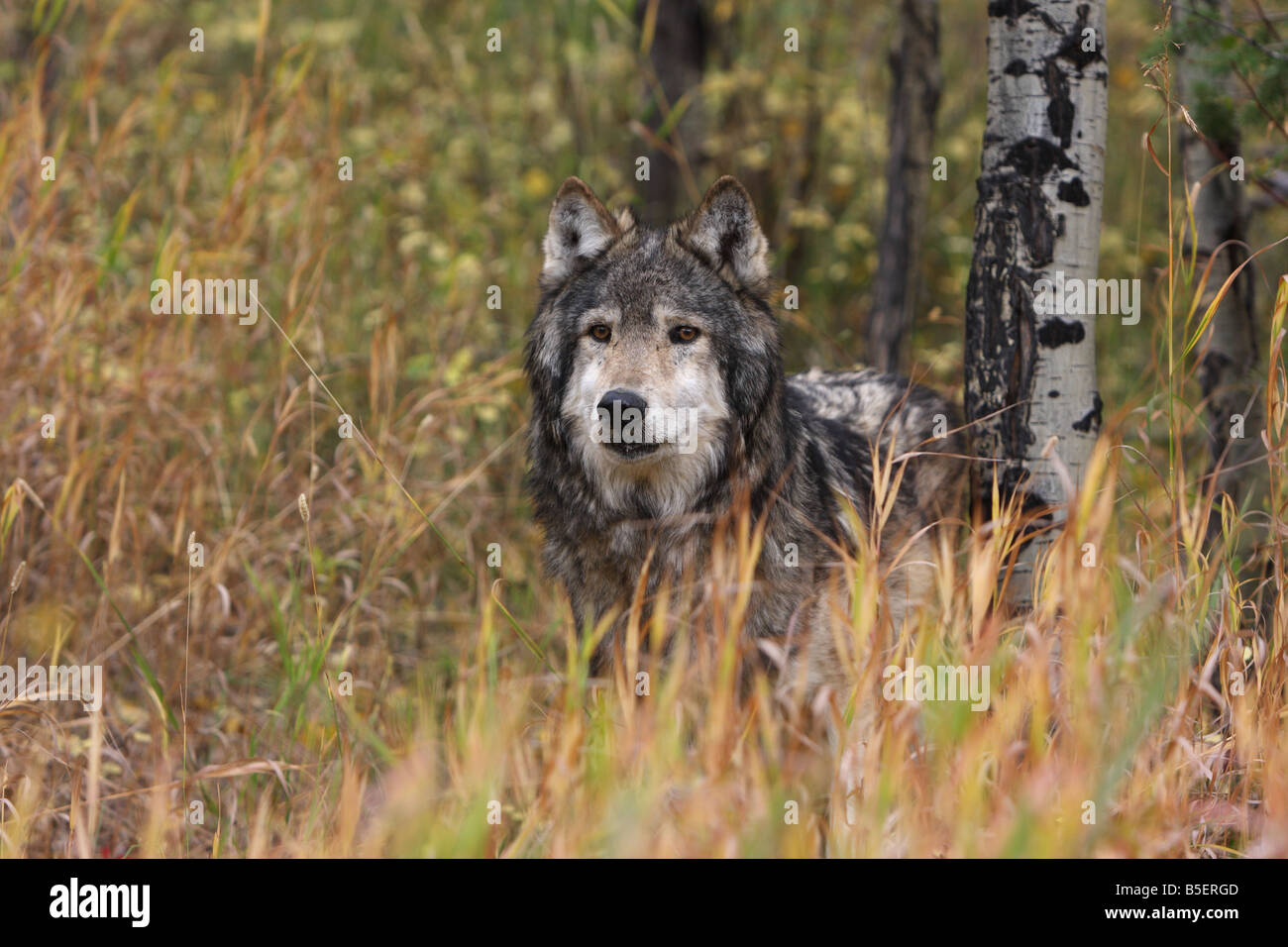 North american timber wolf hi-res stock photography and images - Alamy