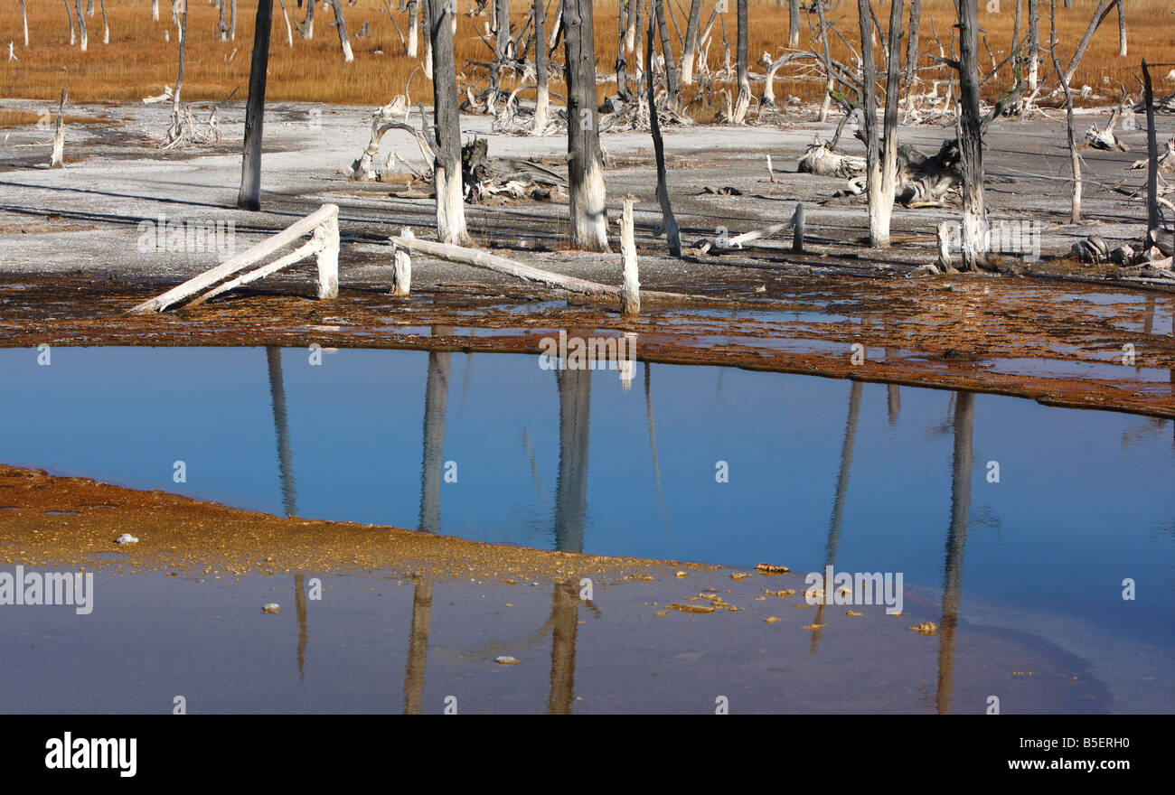 Dead tree reflection in water hi-res stock photography and images - Alamy
