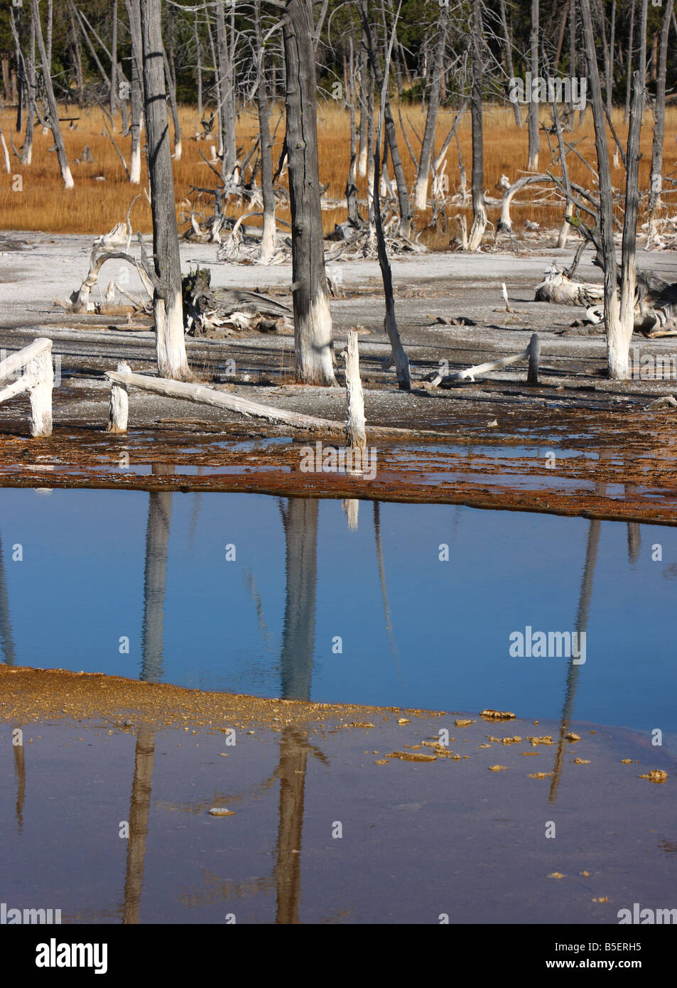 Dead tree reflection in water hi-res stock photography and images - Alamy
