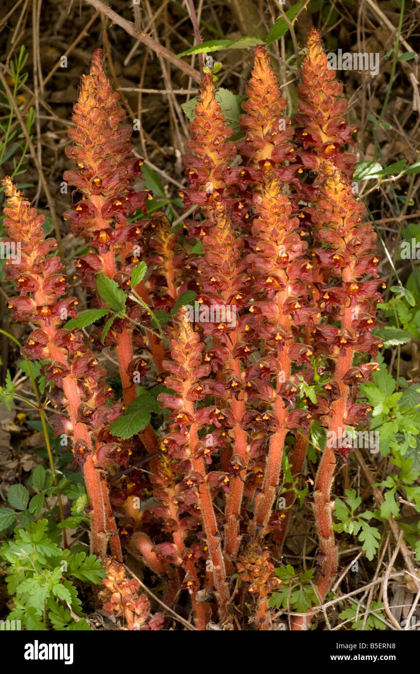 Greater Broomrape Orobanche rapum-genistae very rare in UK Root ...