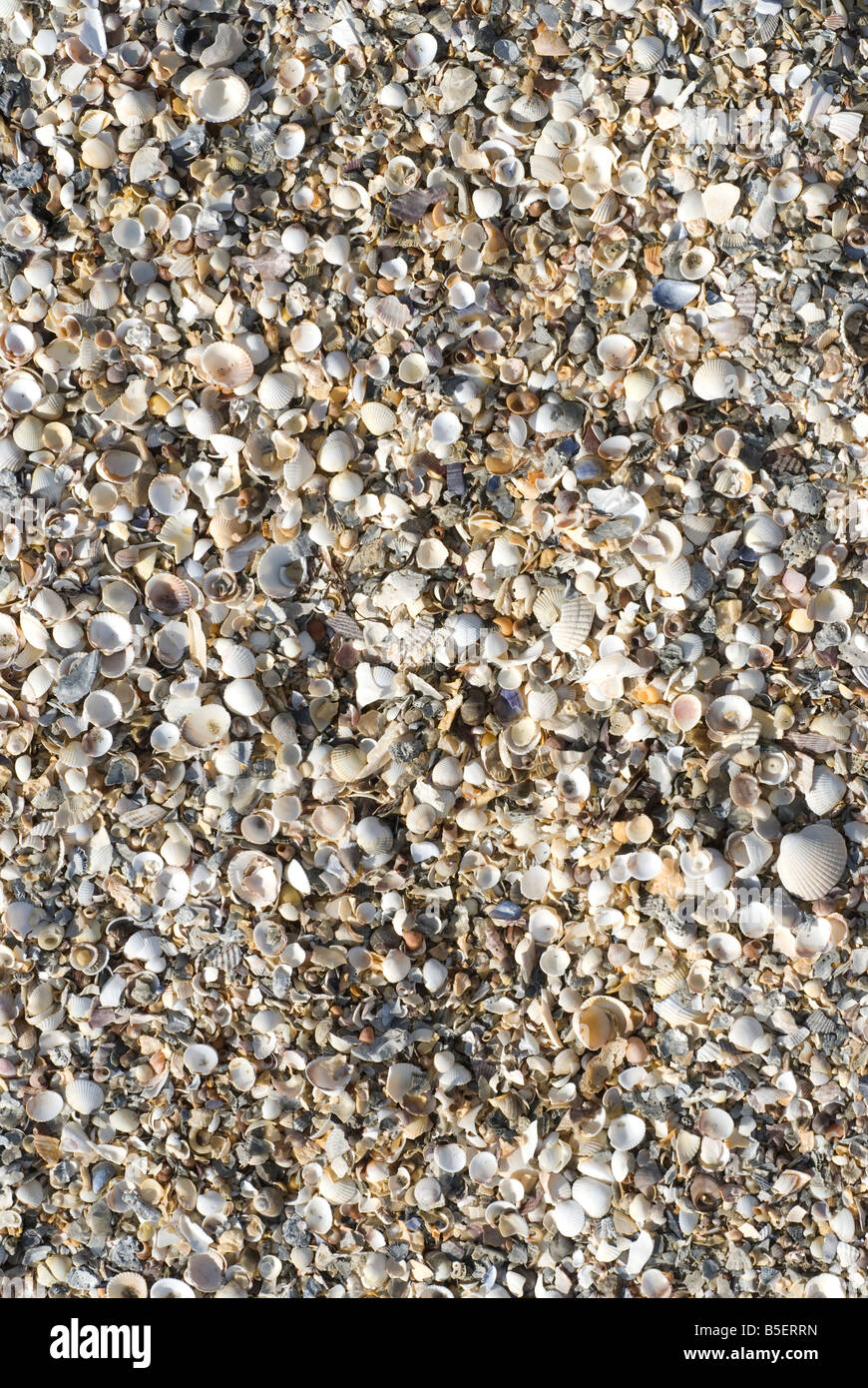 Shells on a beach, Sweden Stock Photo - Alamy