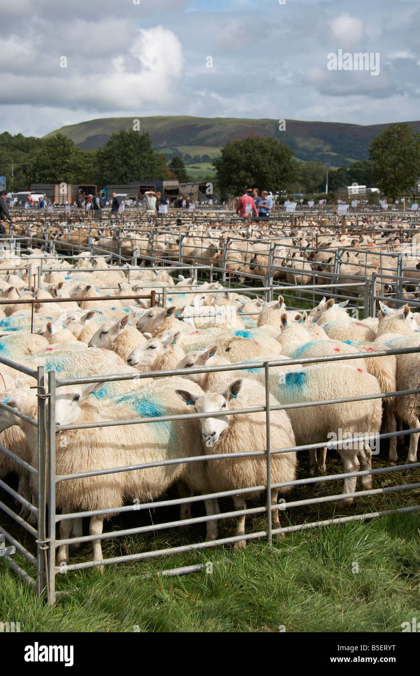 Sheep market hi-res stock photography and images - Alamy