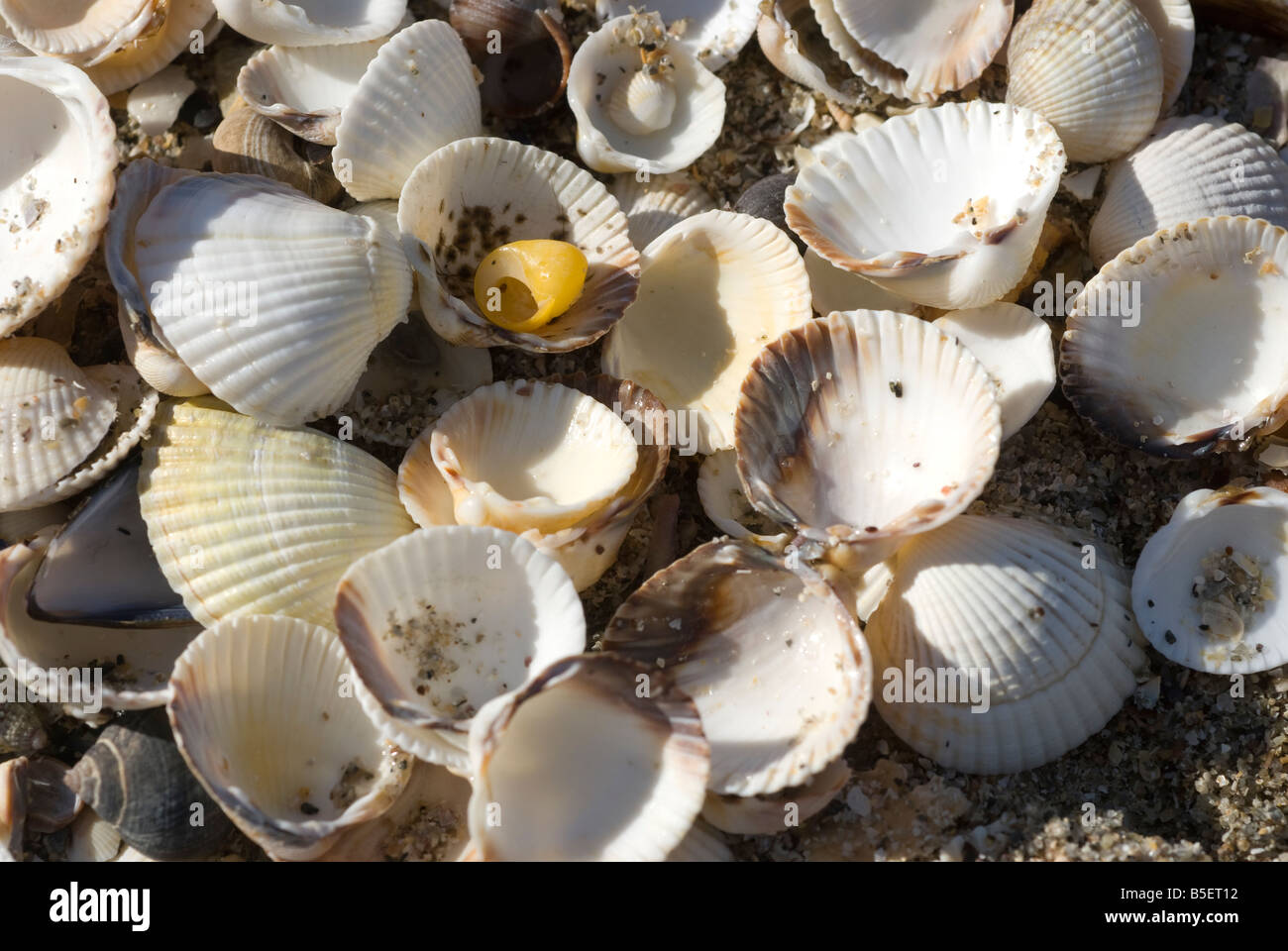 Shells on a beach, Sweden Stock Photo - Alamy