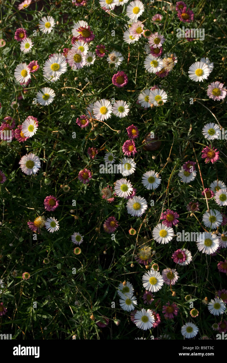 Erigeron karvinskianus (E. mucronatus), Latin American Fleabane Stock ...