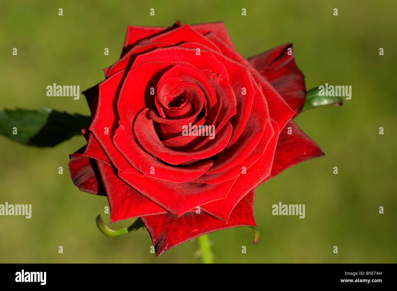 A red rose in sunlight Stock Photo - Alamy