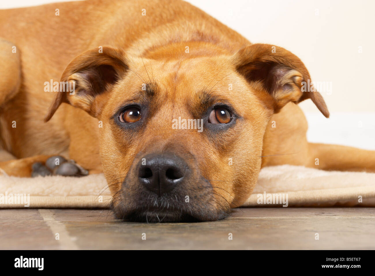 Boxer dog laying down on hi-res stock photography and images - Alamy