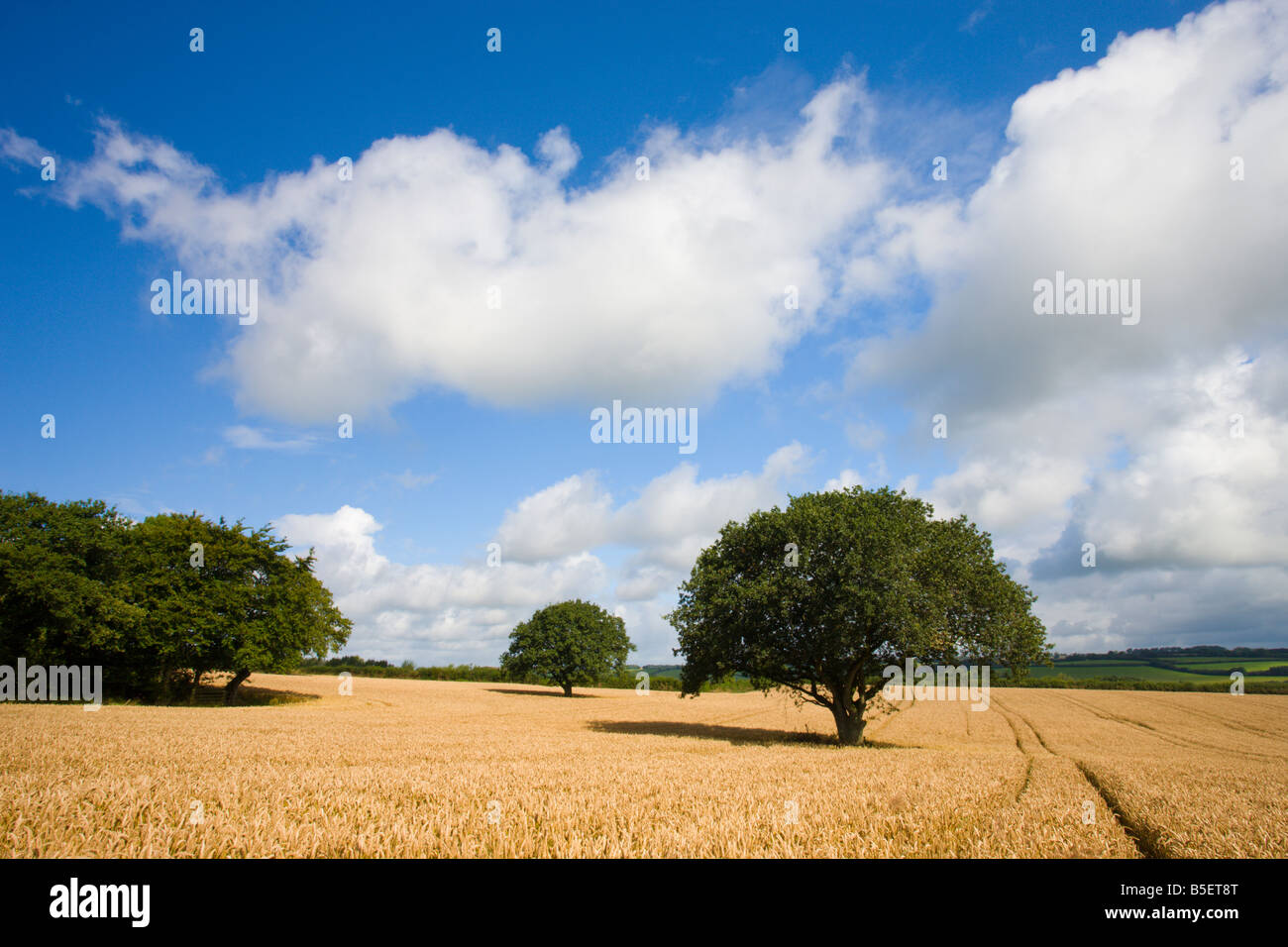 Summer crop field near Chawleigh in rural Devon England Stock Photo - Alamy