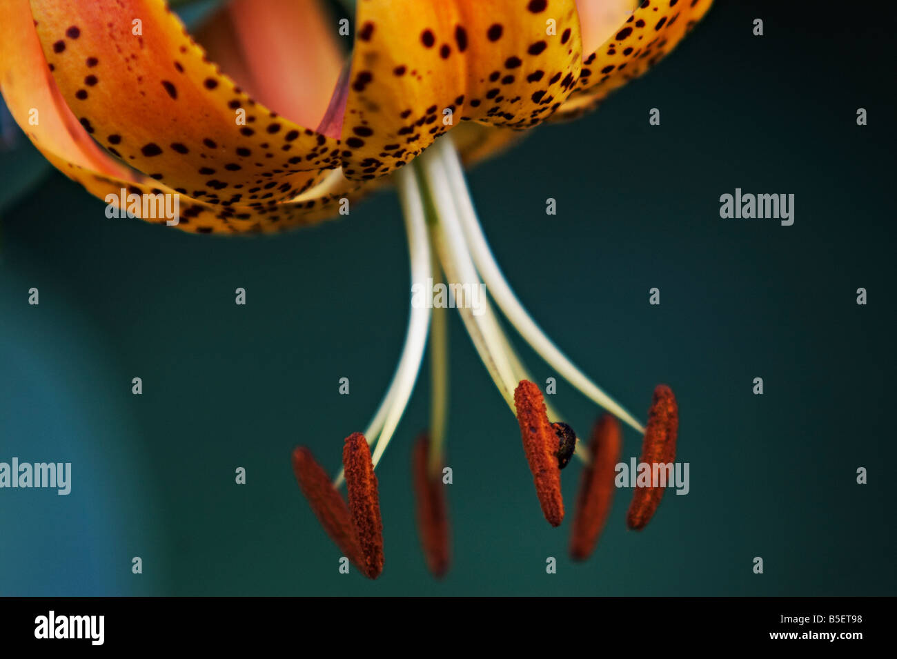 Lilium superbum turks cap lily hi-res stock photography and images - Alamy