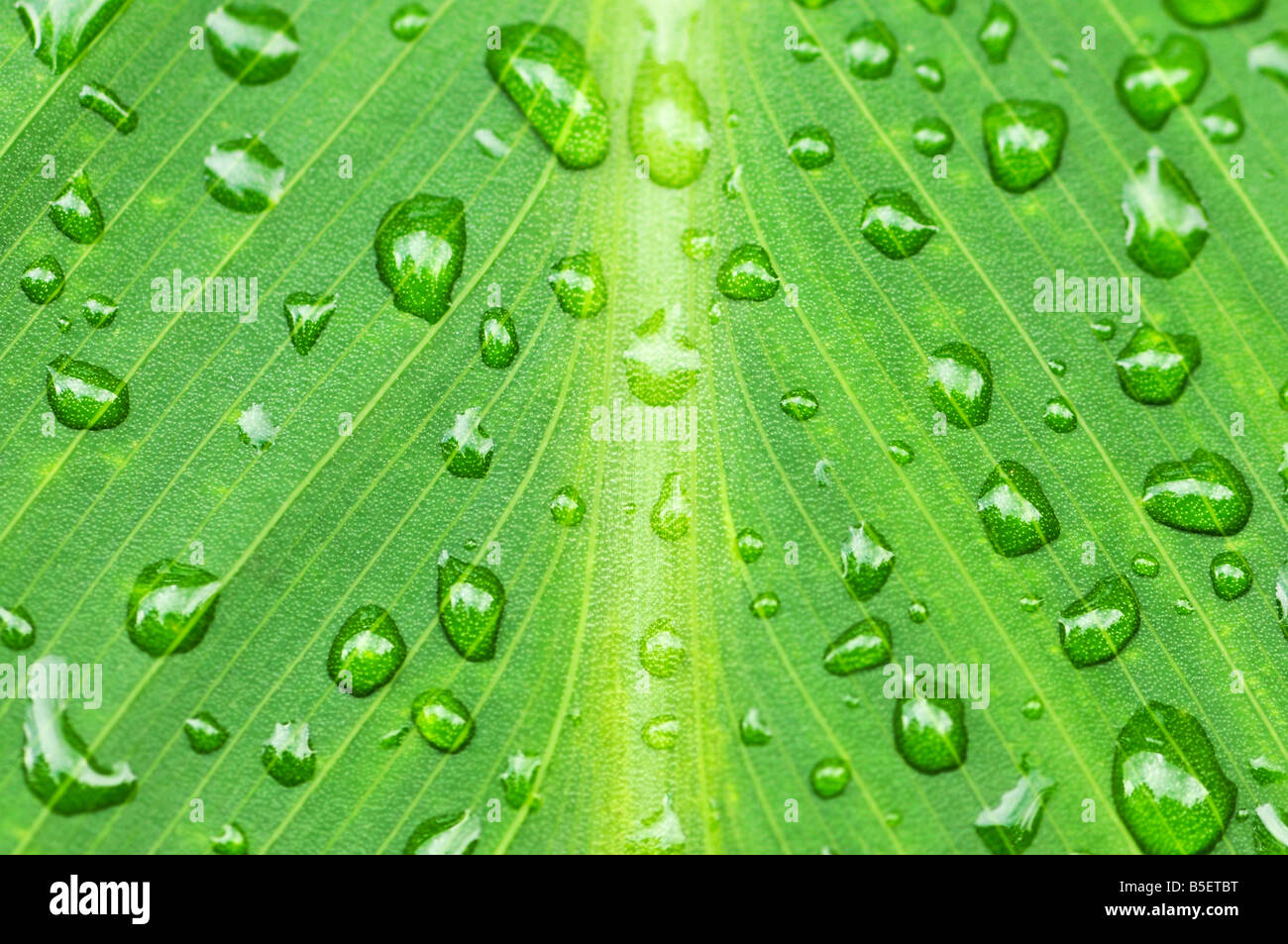 Natural background of green plant leaf with raindrops Stock Photo - Alamy