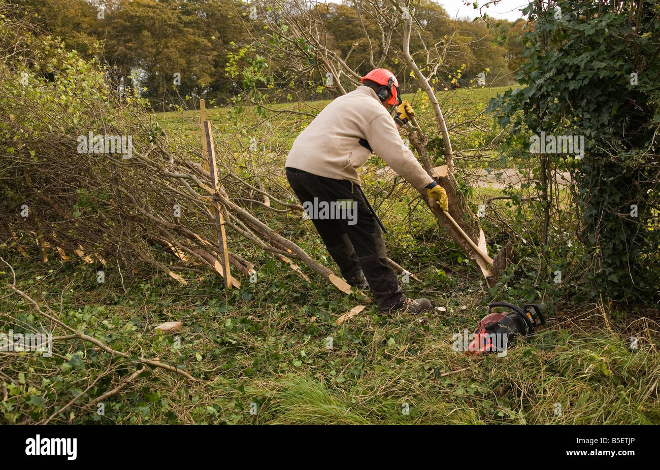 Working man hedge laying farming hi-res stock photography and images ...