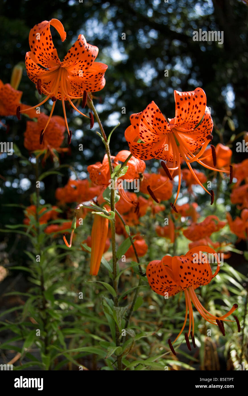 Tiger lily lilium lancifolium splendens hi-res stock photography and ...