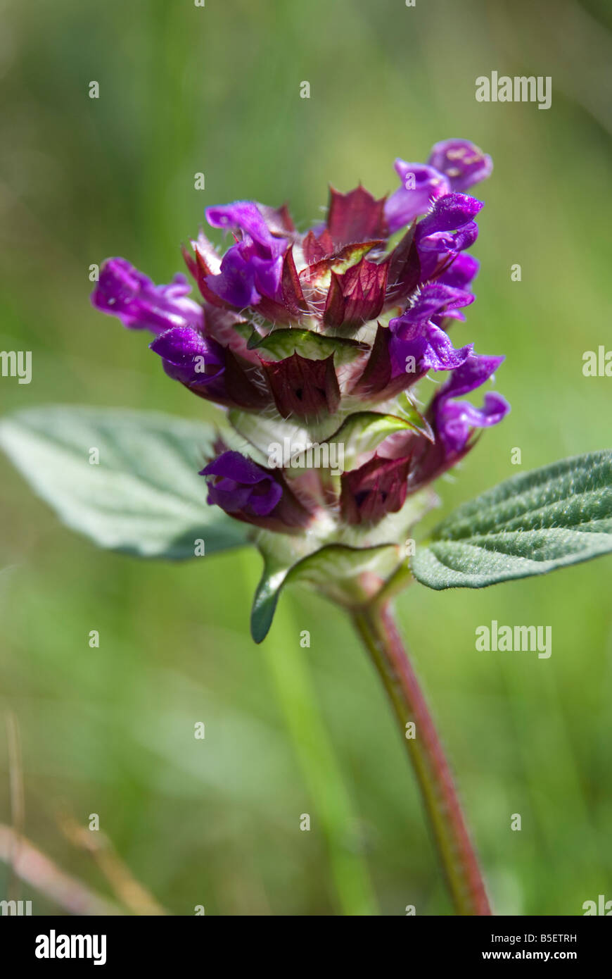 Self-heal, Prunella vulgaris Stock Photo - Alamy