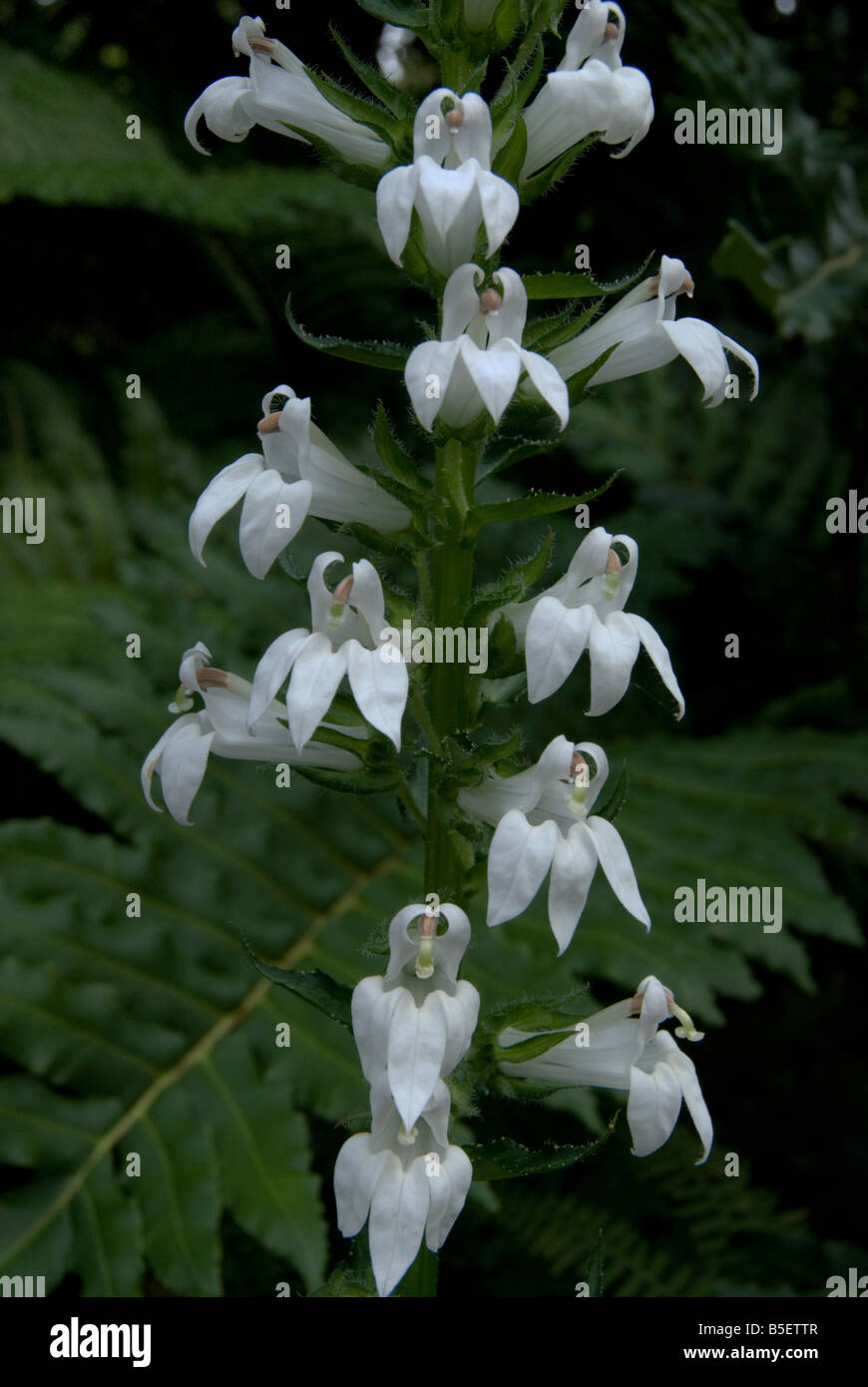 White lobelia hi-res stock photography and images - Alamy