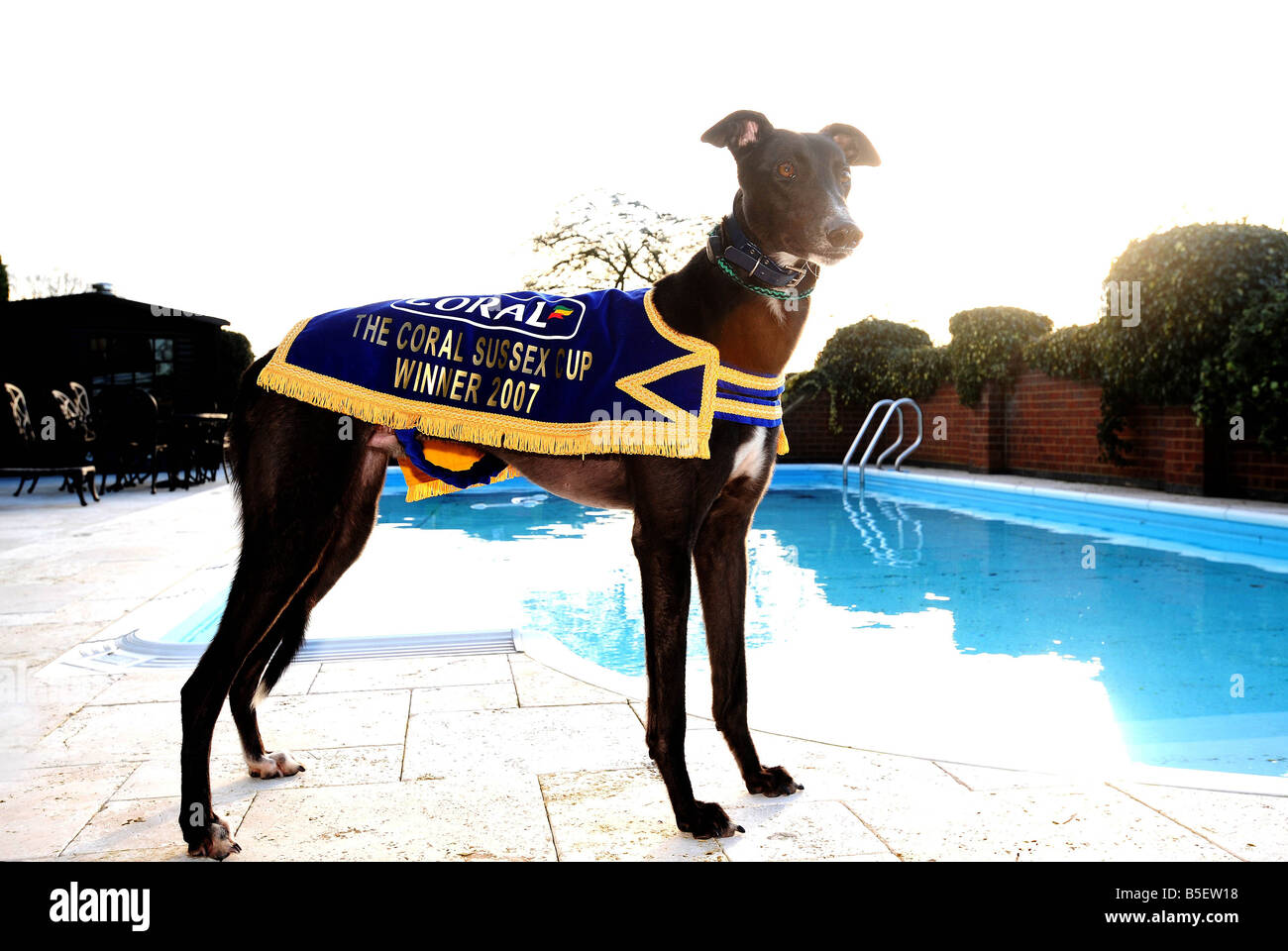 BritainsFastest Dog Barnfield on Air at his luxury home in Billericay ...