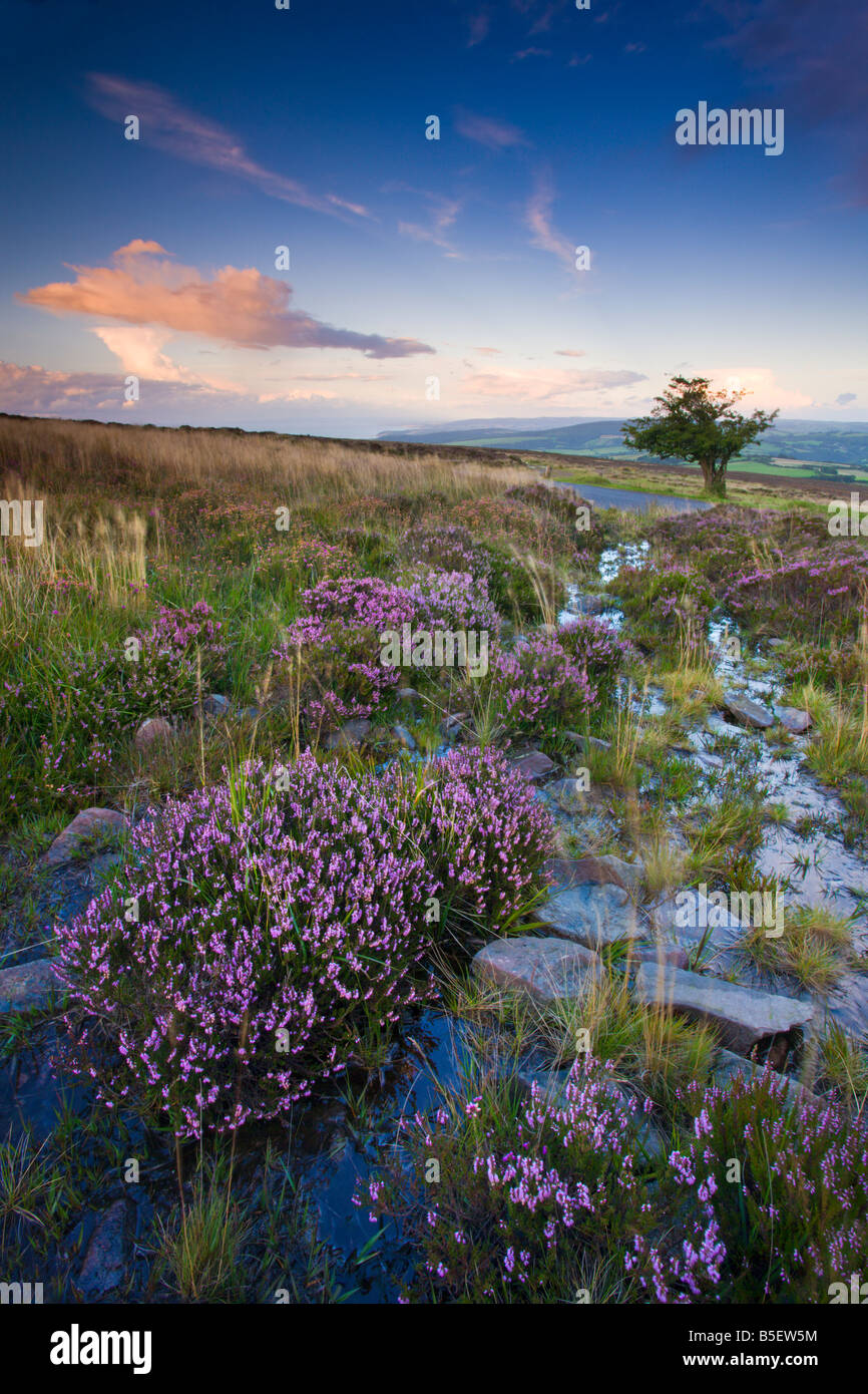 Bell heather growing on Dunkery Hill in Exmoor National Park Somerset ...