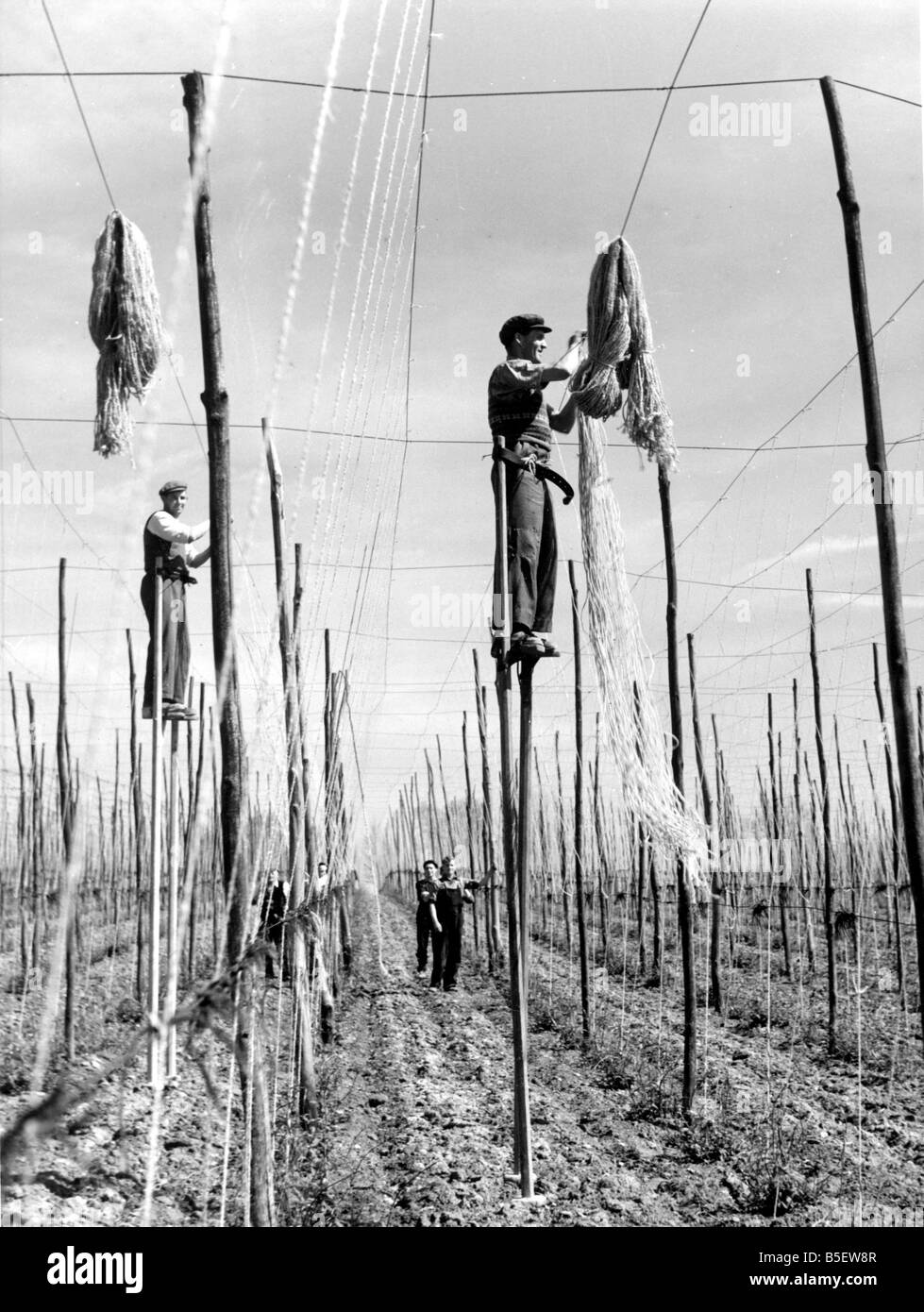 Workers on stilts getting ready for the hops.;Stringers nearly finished ...