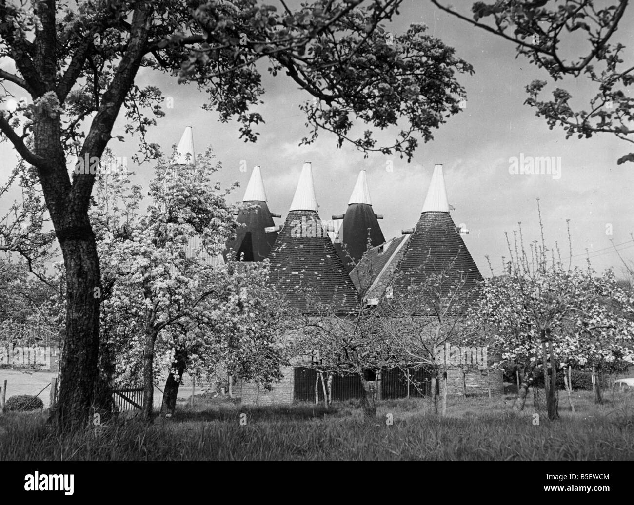 Blossoms on the trees surrounding the oast houses in Betsham near ...
