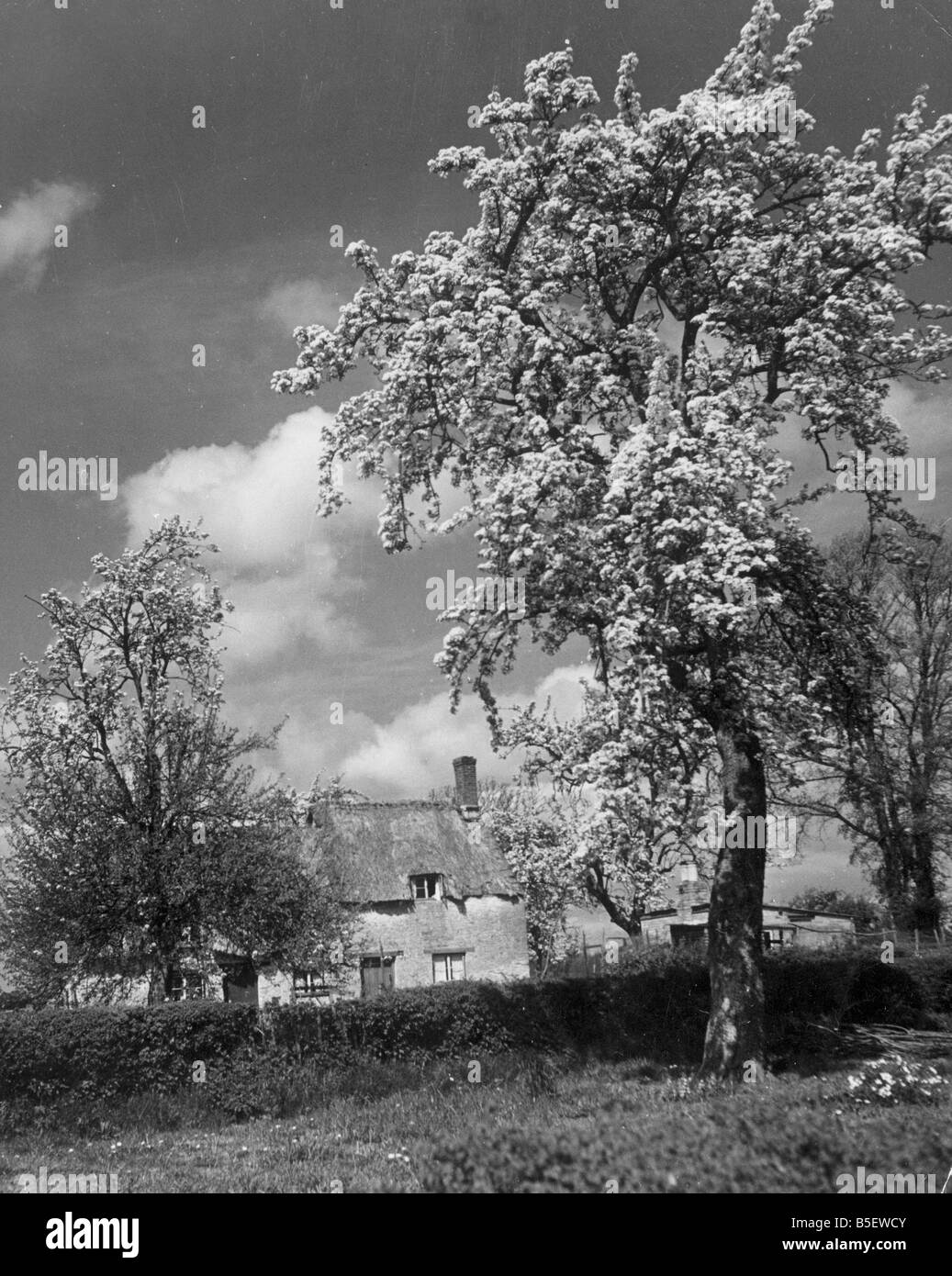 Country scene in the county of Kent showing a thatched roof cottage and ...