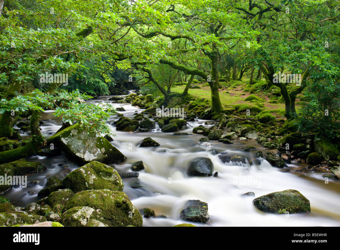 Rocky River Plym flowing through Dewerstone Wood in summer Dartmoor ...