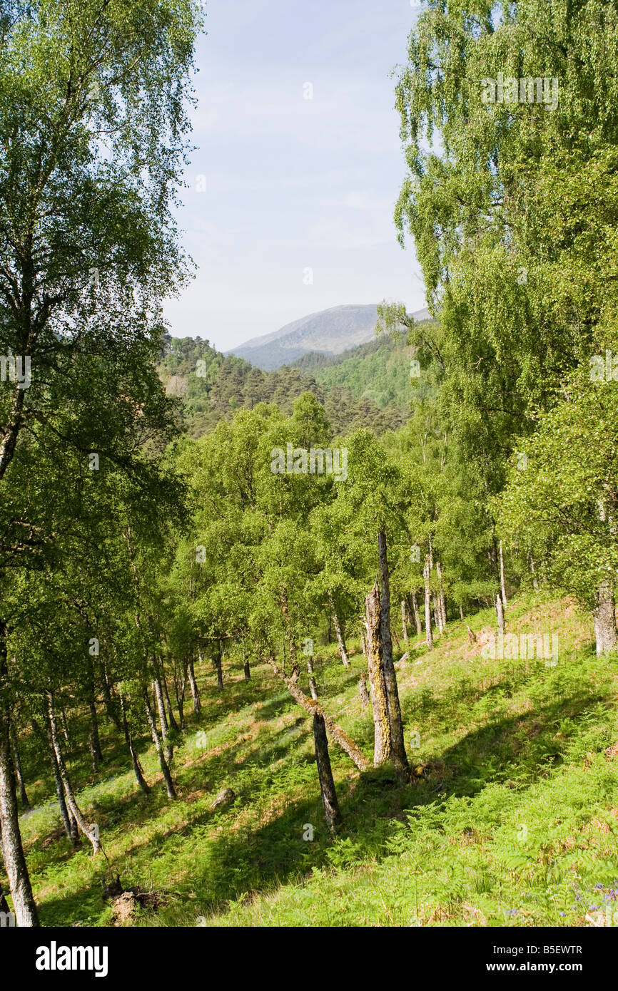 Glen affric forest hi-res stock photography and images - Alamy