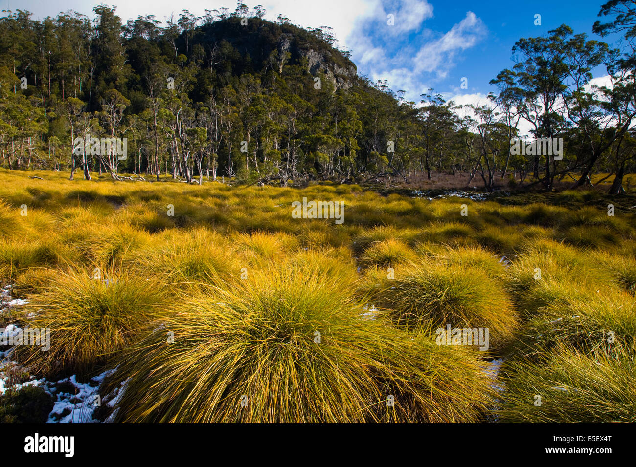 Button bush winter hi-res stock photography and images - Alamy