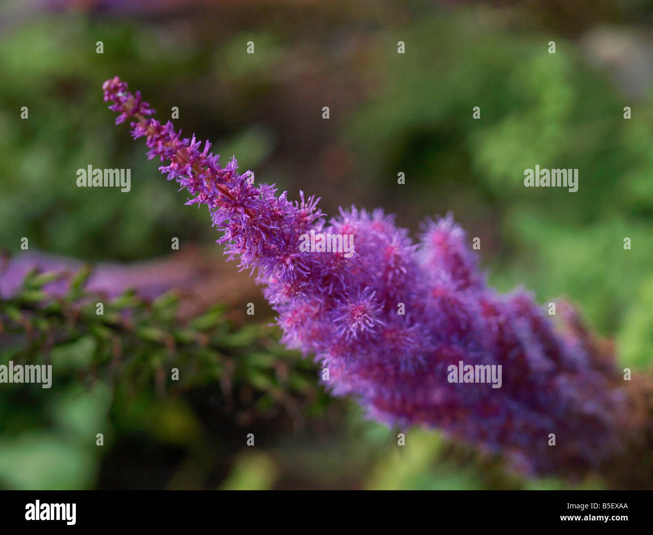 Astilbe perennial garden flower hi-res stock photography and images - Alamy