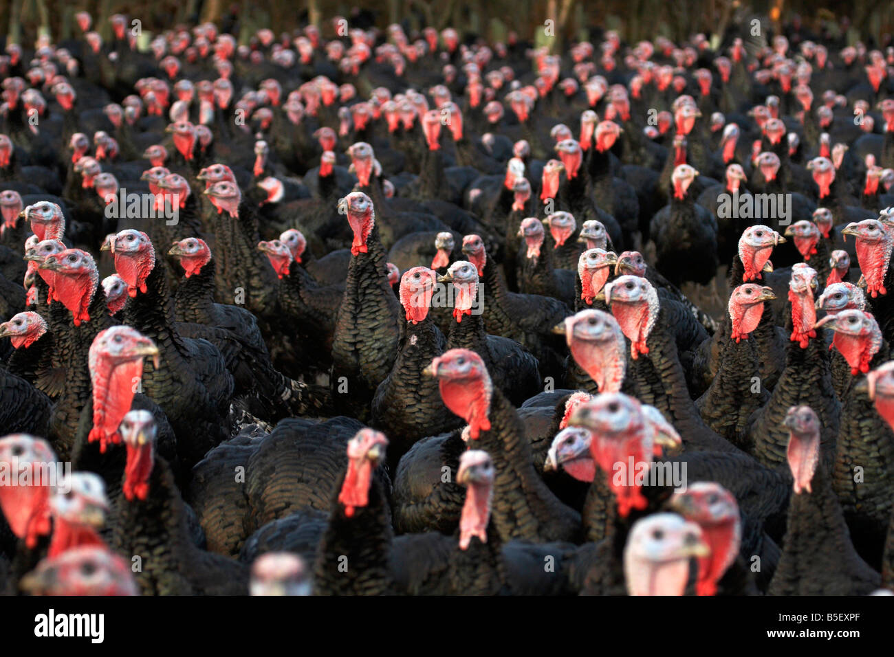 Poultry unit countryside hi-res stock photography and images - Alamy