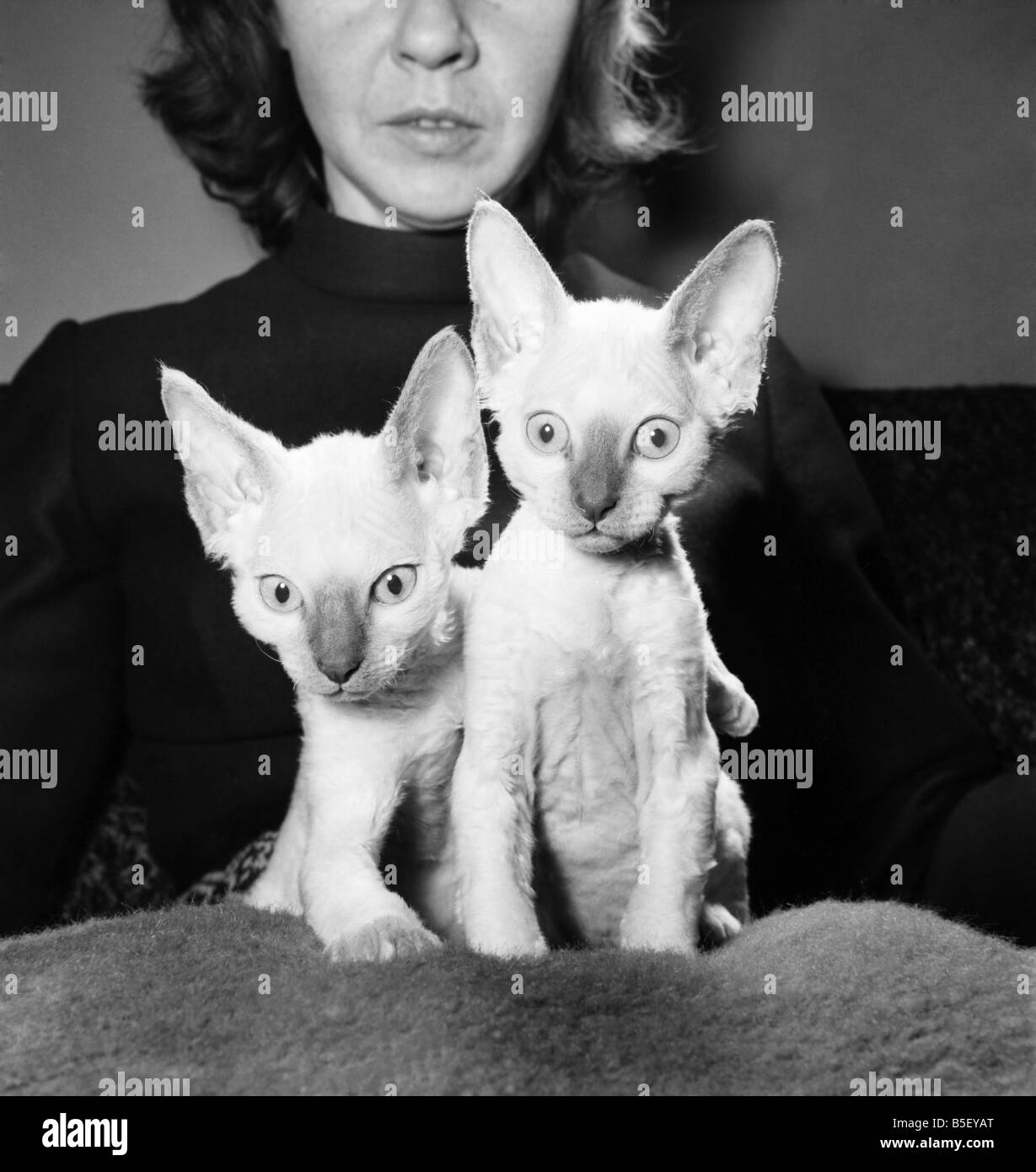 A new type of kitten has been born in Hoddesdon, Herts. Two ten week ...