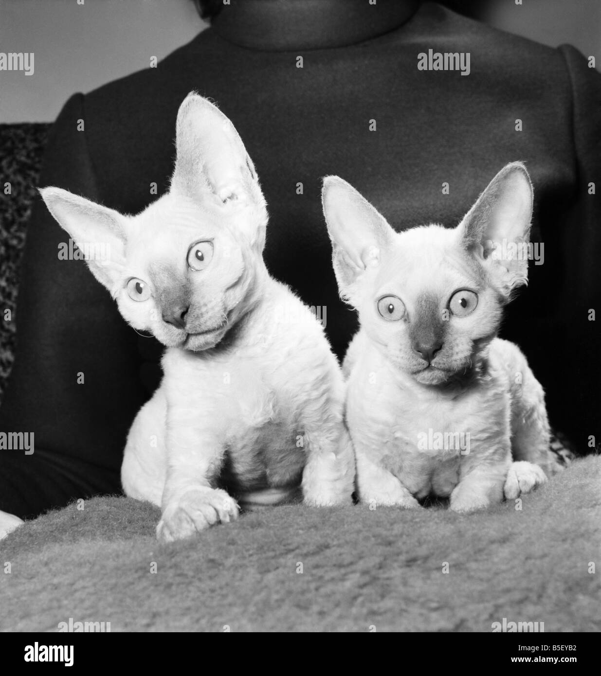 Devon rex kitten Black and White Stock Photos & Images - Alamy