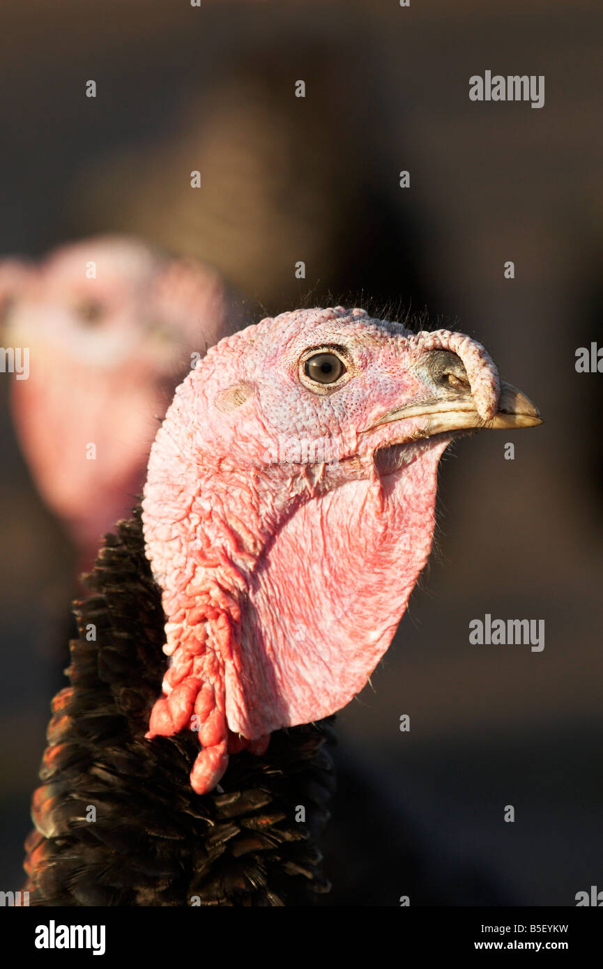 Poultry unit countryside hi-res stock photography and images - Alamy