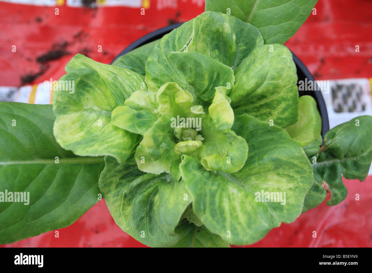 LETTUCE MOSAIC VIRUS INFECTED PLANT TOP VIEW Stock Photo - Alamy