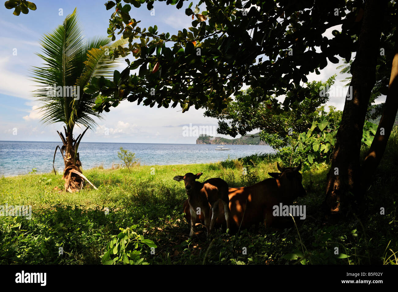 A COW AND HER CALF SHADE BENEATH A TREE ON A BEACH NEAR SOUFRIERE ST ...