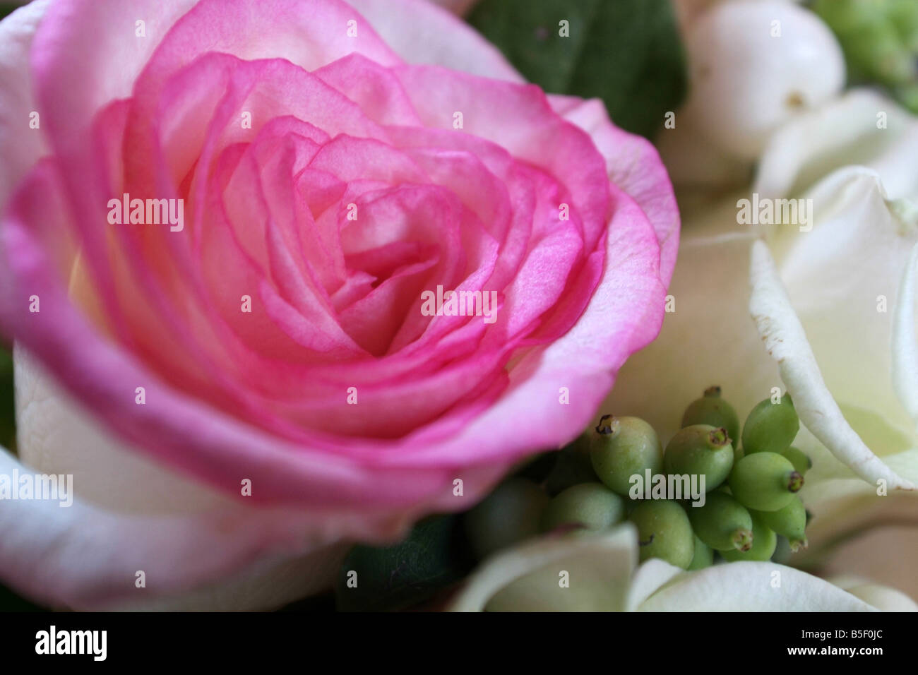 Button hole flowers hi-res stock photography and images - Alamy