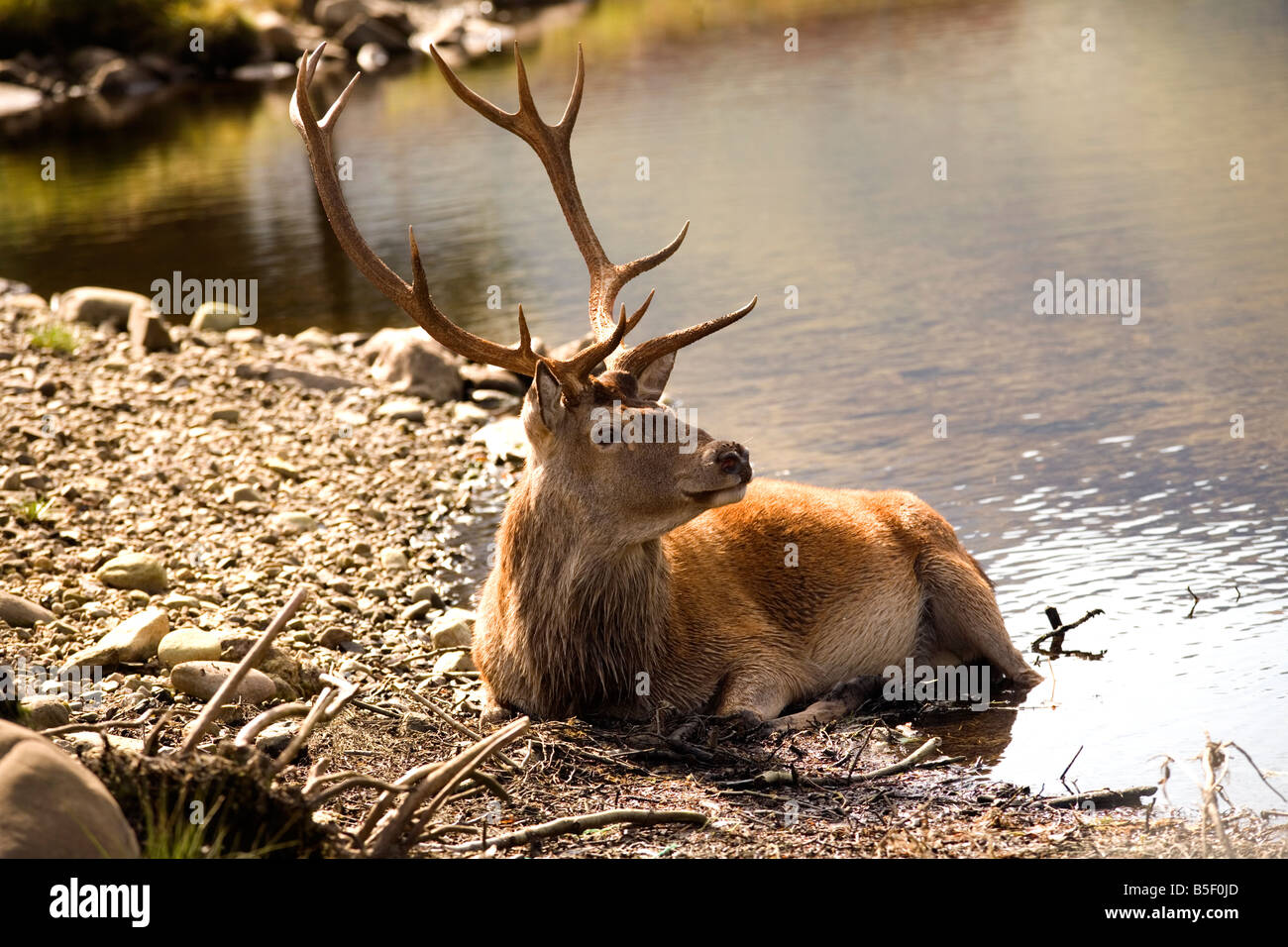 A stag cools off in the still waters of a scottish burn on a warm sunny ...