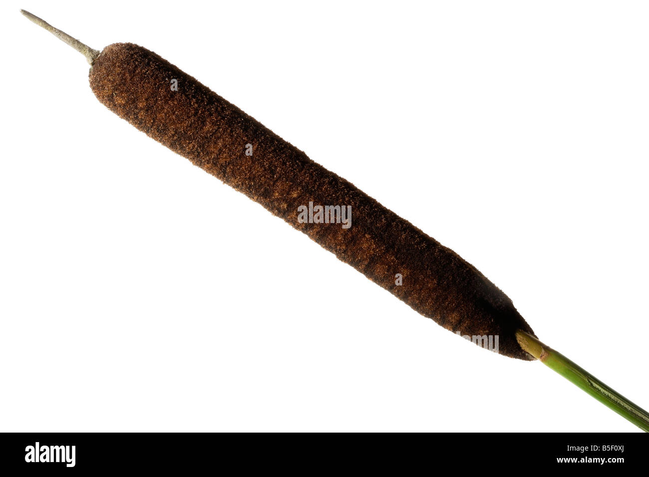 Tall marsh plant Bullrush seed head Reedmace Stock Photo - Alamy