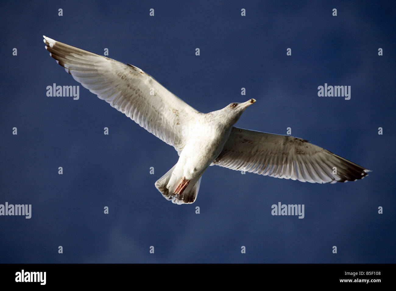 Seagull tail hi-res stock photography and images - Alamy