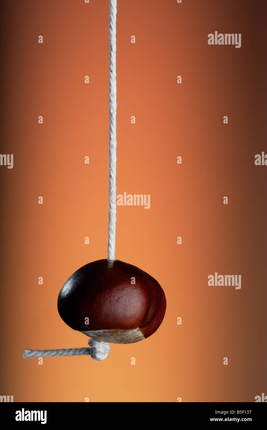 A Horse Chestnut Conker on a string Stock Photo - Alamy