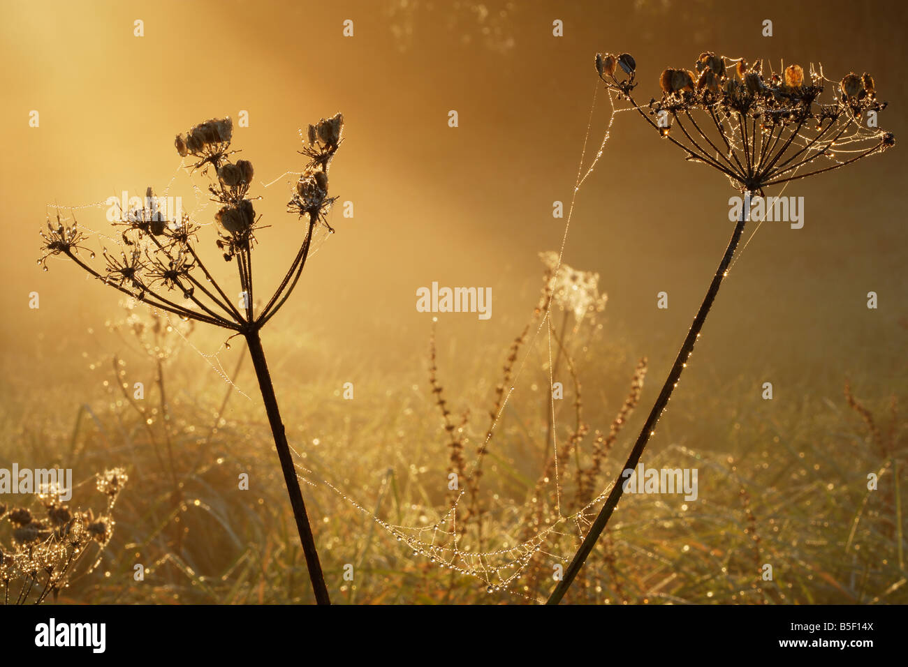 Sunlight through mist hi-res stock photography and images - Alamy