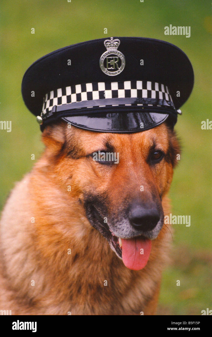 Top police dog Russ wearing his handlers hat Stock Photo - Alamy