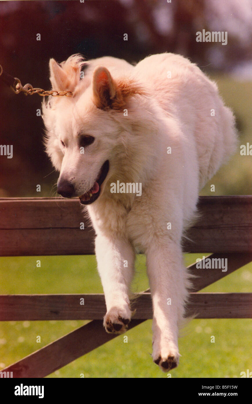 A white alsatian police dog enjoys exercise of jumping fences Stock ...